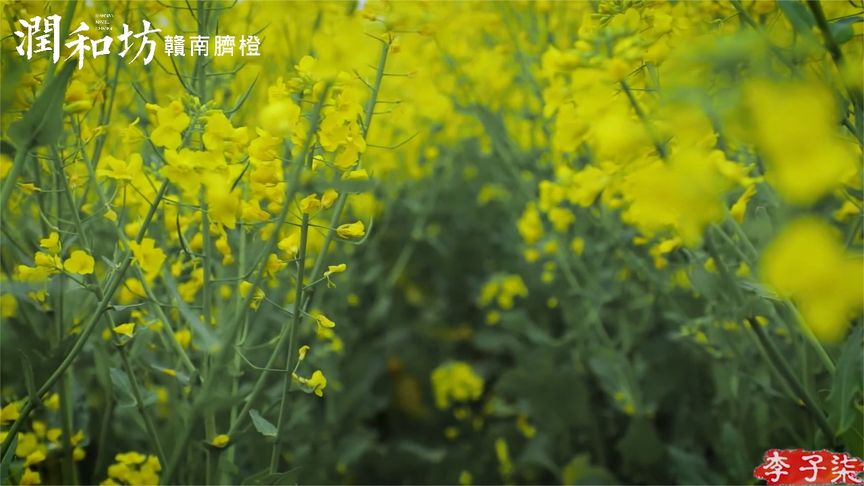 李子柒《菜籽油的一生》,视频告诉我们菜籽油是怎么来的