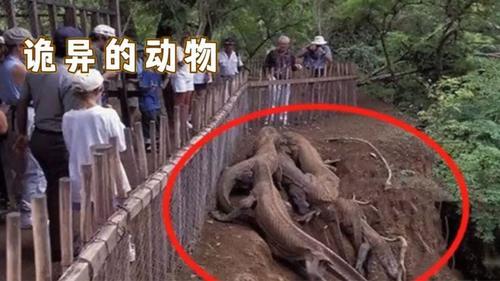 第一次见这么诡异的动物