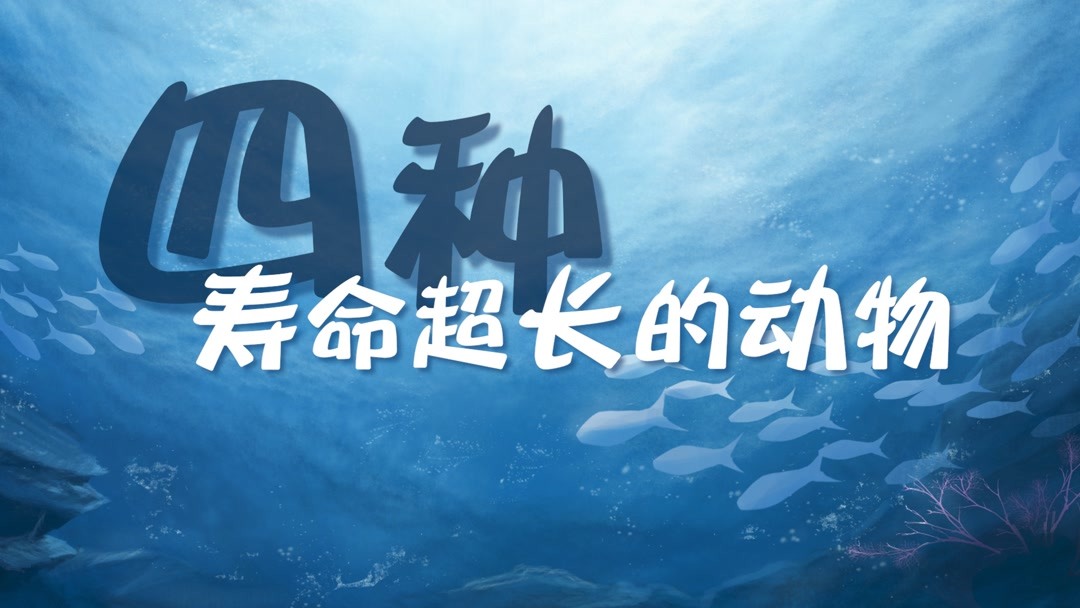 壹海洋科普|四种寿命超长的动物