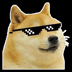 讨厌吃橙子的狗 