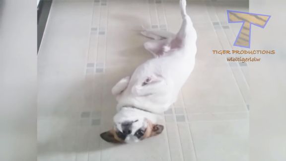 搞笑视频,小狗很努力的配合主人表演