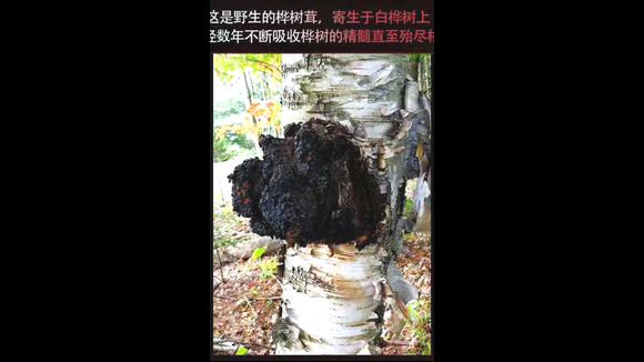 带你走进养生世界——桦树茸,降三高的佳品