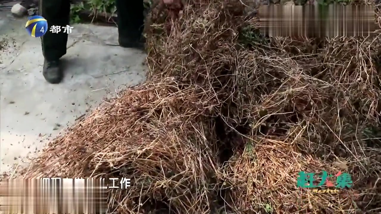 太神奇!天越冷、风越大,苦荞麦反而干的更快