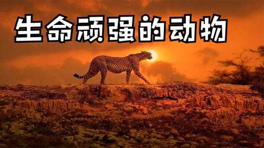 一项关于动物身体被分离后还能活多久的科学实验,结果如何呢?