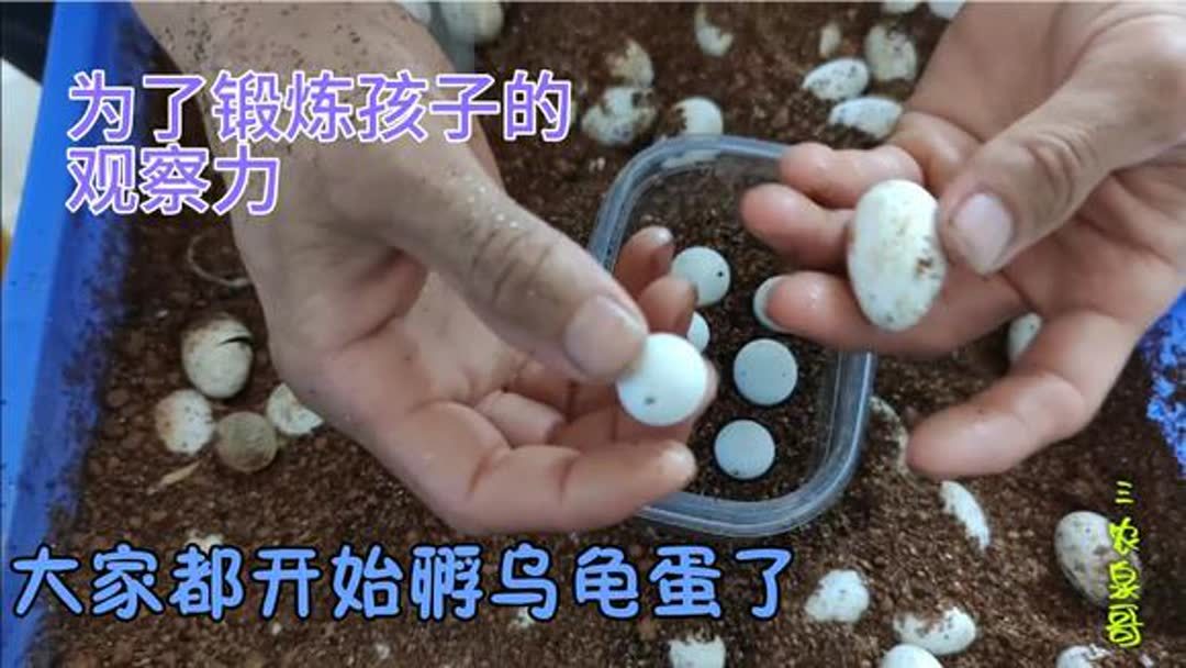 为培养孩子的观察能力,都让小朋友孵乌龟蛋了,可怜天下父母心