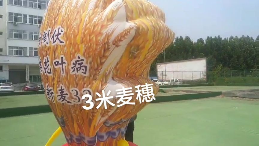 充气麦穗,样式任意定制!#充气模型 #气模厂家 #农作物