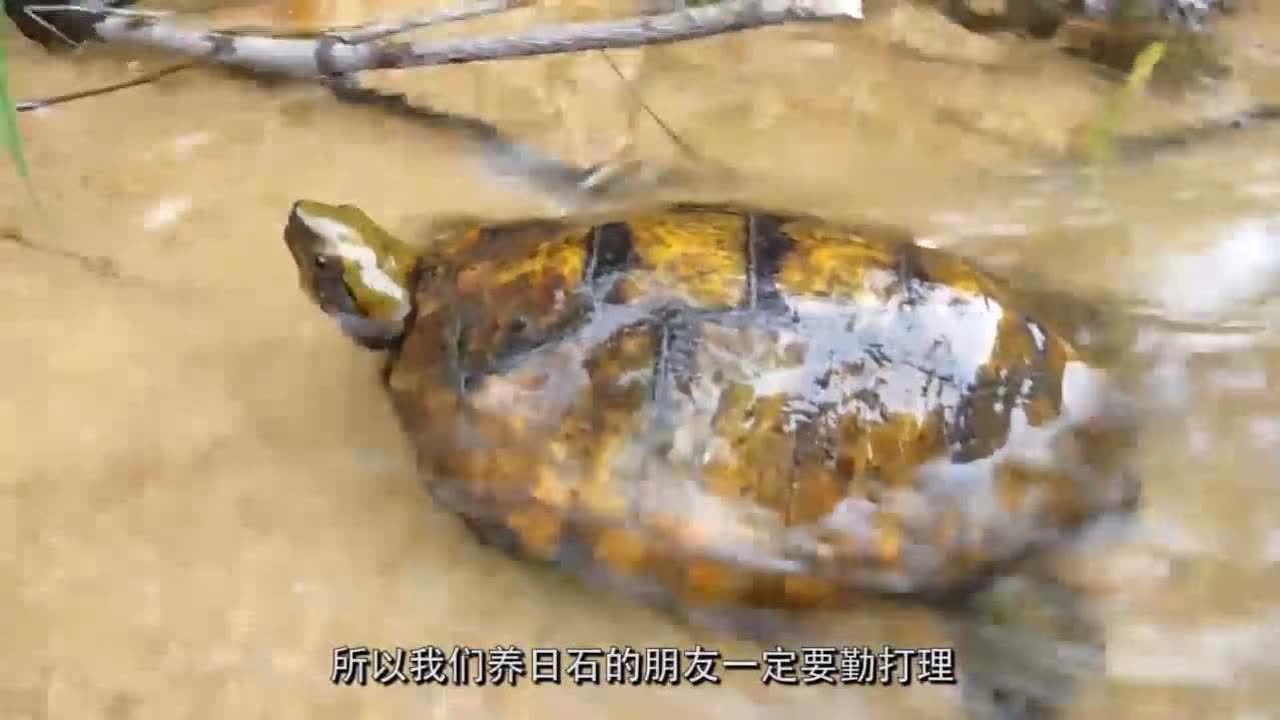 甲鱼的生活习性
