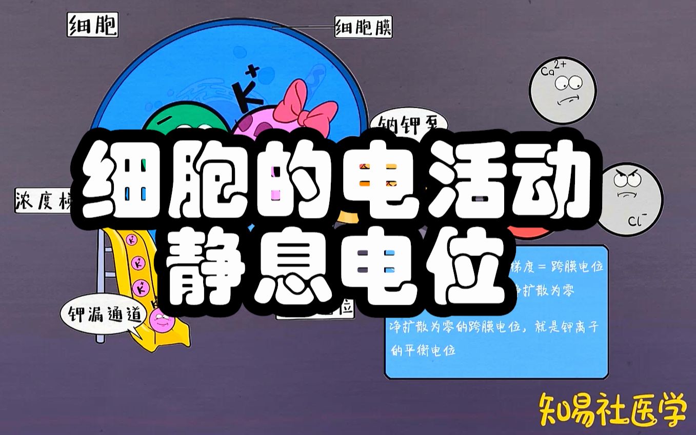 医学老师带背 ▶3分钟记住一个知识点 细胞的电活动 静息电位