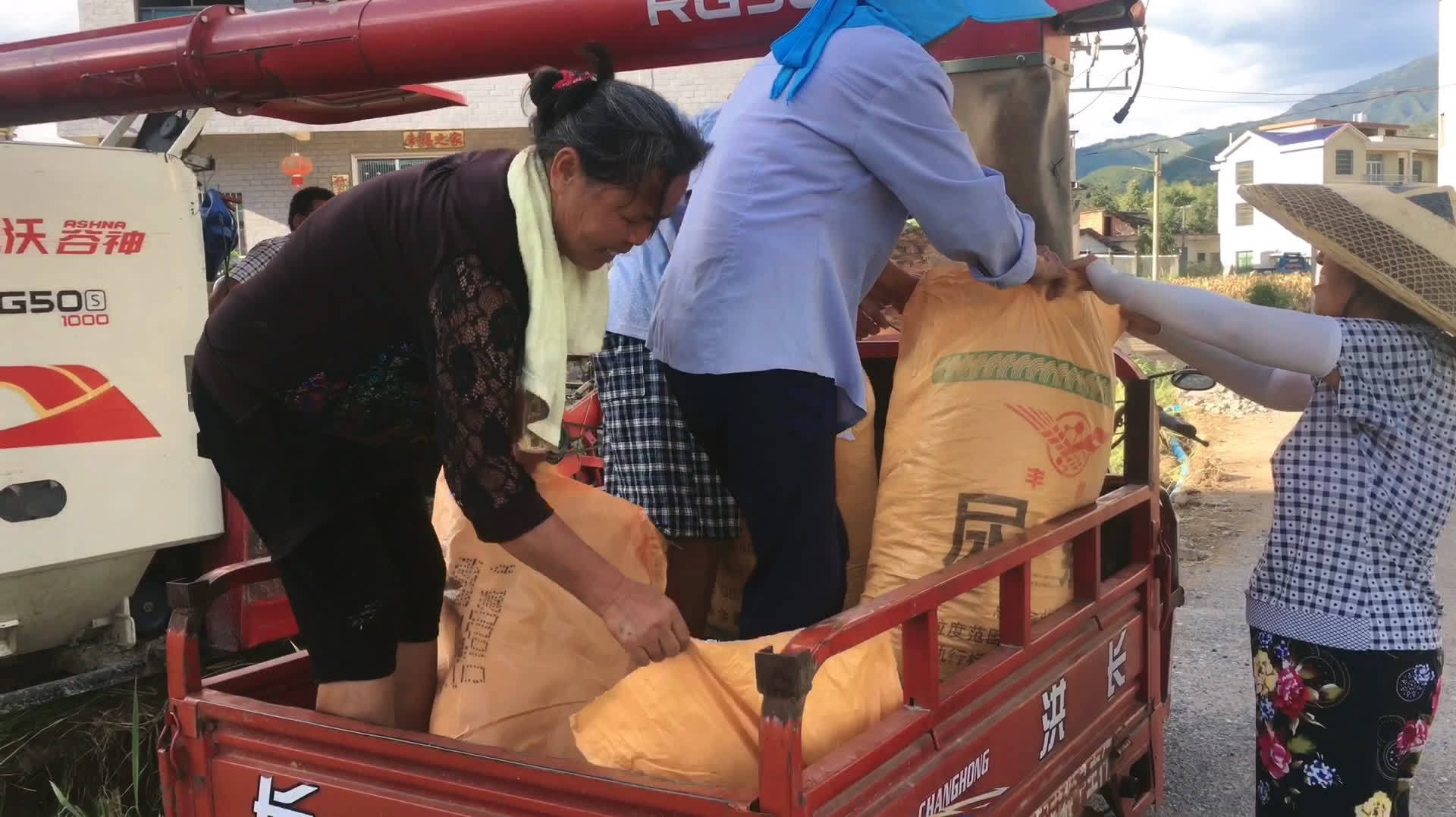 农村的稻谷成熟了,黄澄澄的像一块金子,一起来感受丰收的喜悦吧