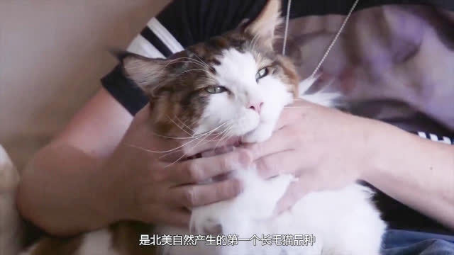 全世界最大的猫,体长超过1米重20斤,抱都抱不动