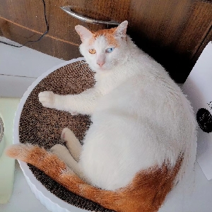 _小胖不胖_ 