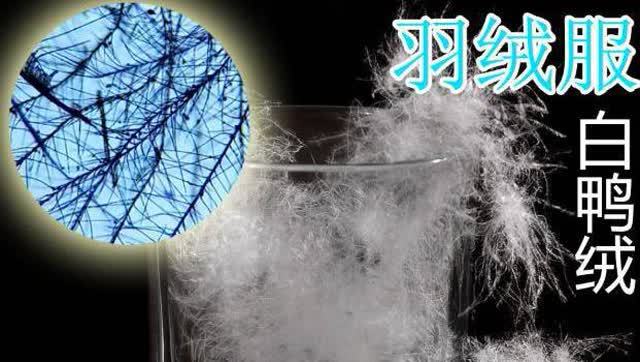 羽绒服的核心白鸭绒,放大500倍后,我觉得遇到了黑心厂家