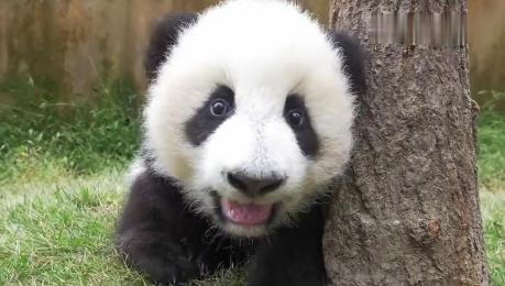 可爱的熊猫成长小视频