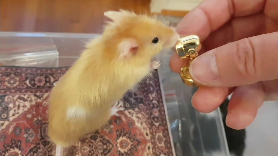 仓鼠也爱黄金?花枝鼠的奇遇生活-仓鼠会认主人吗