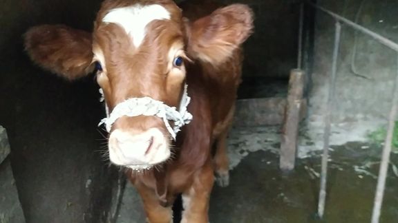 这么小的牛犊,8000元买的干脆,养吧