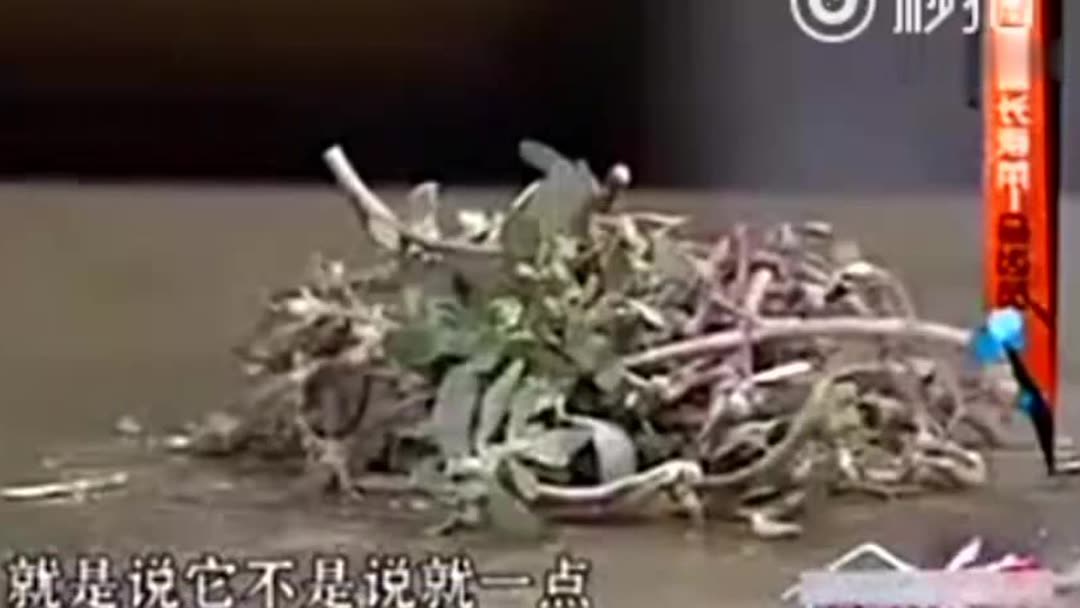 农村这种草药,竟然可以治疗痔疮,一擦就好,真神奇!
