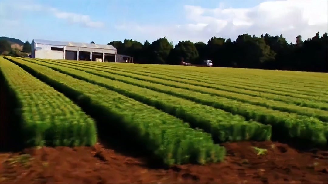 树木智能化种植技术,你觉得怎么样?