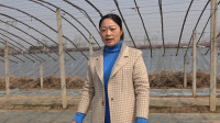 农村韭菜最简单实用的种植方法，听听农村姑娘的详细讲解