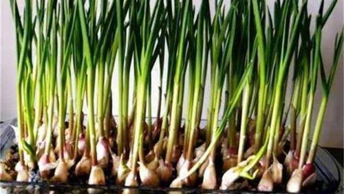 蒜苗根本不用花钱买! 农村大妈教你这样种植蒜苗, 让你年年吃不完