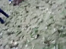 斗狗视频比特犬打架视频
