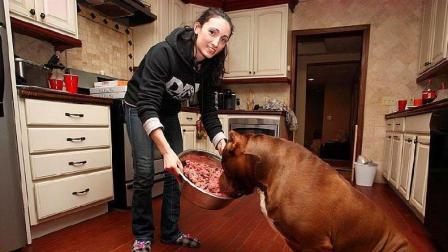 最大的斗牛犬有多大?体型比人还大,网友:和藏獒谁厉害?