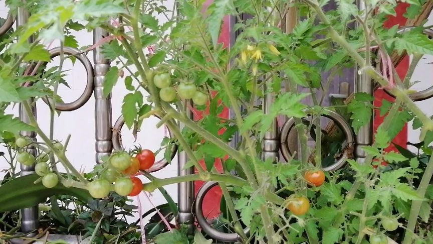 家庭西红柿种植技术分享