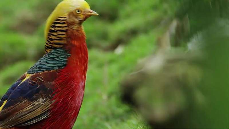 《生物多样性公约》缔约方大会第十五次会议(COP15)第二阶段会议于...