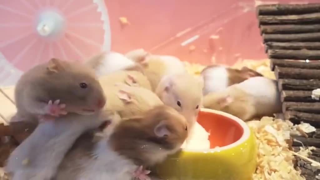 另外一种宠物,仓鼠成长日志