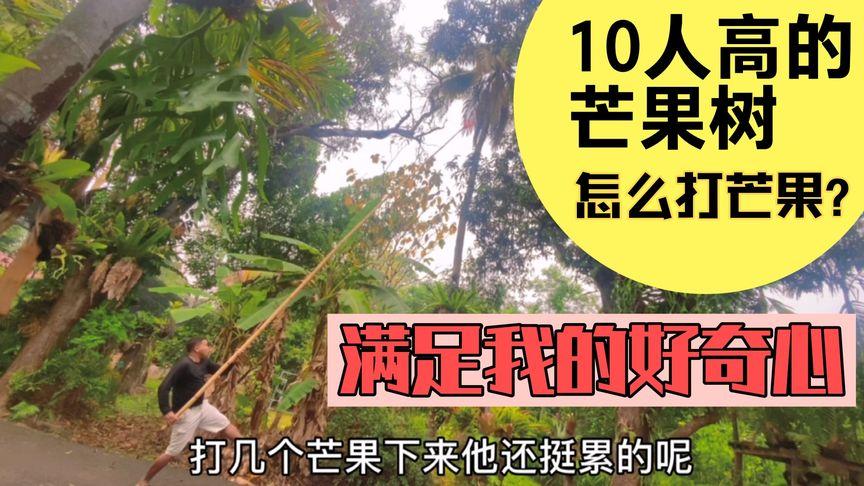 10人高的芒果树,怎么打芒果?满足我的好奇心。