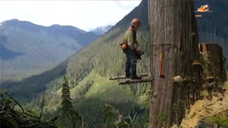 世界上最危险的工作,伐木过程一旦失误,后果不堪设想
