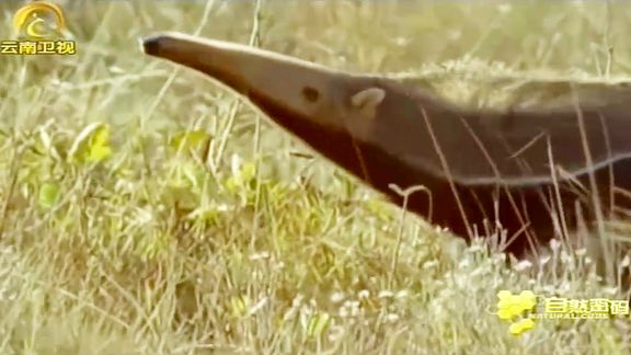 白蚁面对强大的对手食蚁兽,强大的组织性,坚固的防守会有用吗