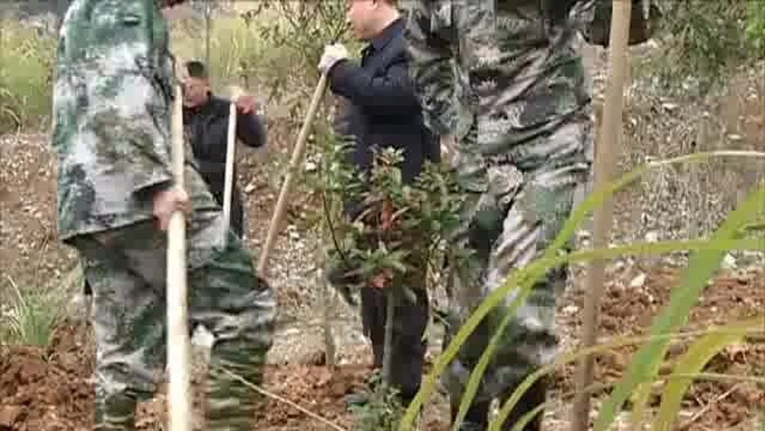 汝城县集益、土桥、文明开展义务植树活动