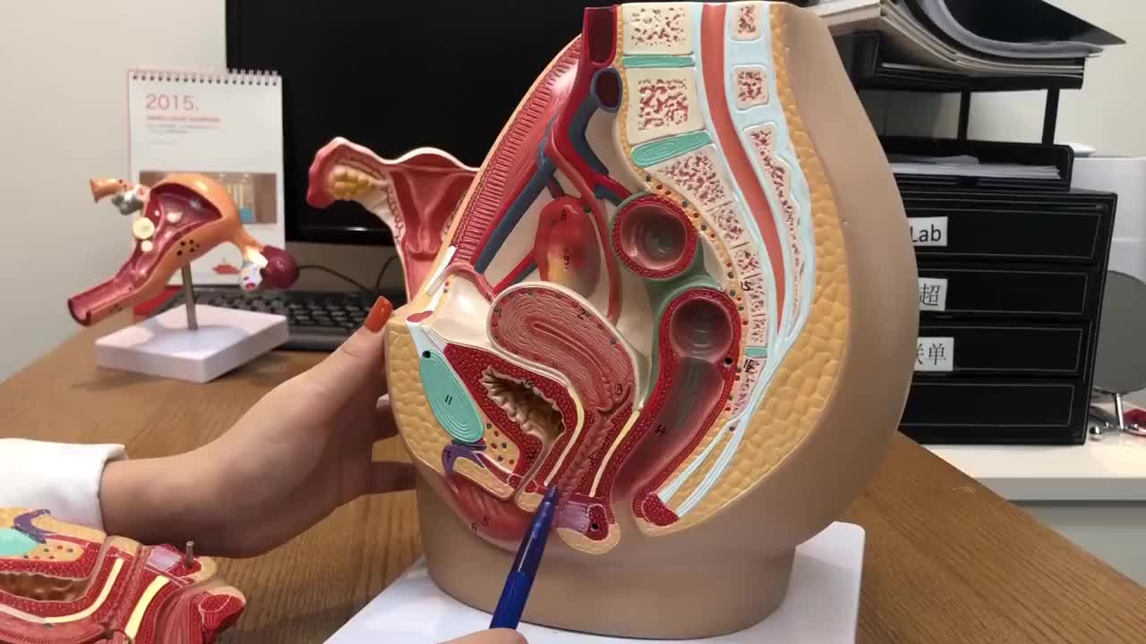 女性生殖系统剖面模型讲解