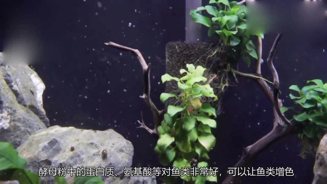 你家有酵母粉吗?它还有非常大的用途,每家都需要,快看看