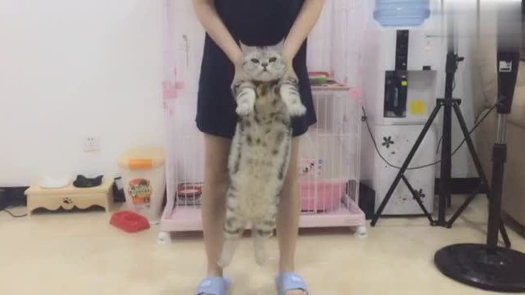 家里有俩肥猫当健身器材,女主人还用去健身房锻炼吗?