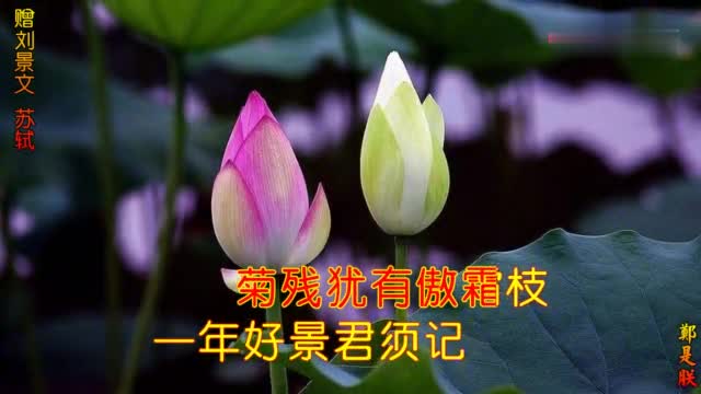 【小学必背古诗】赠刘景文 苏轼