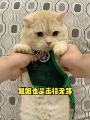 坦白了,养你是有目的的萌宠出道计划