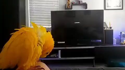 电视上开始播皮卡丘后,鹦鹉嗨起来了ߘ