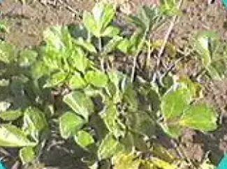 常用中草药_标清
