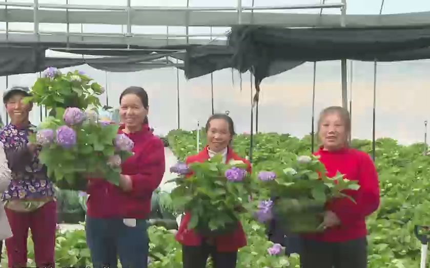 乡村振兴开花又结果 高明村民年均收益翻10倍