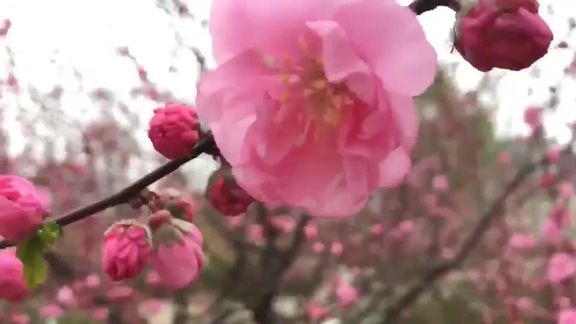 生活的幸福指数,在于和生活的链接程度。#春暖花开奔你而来