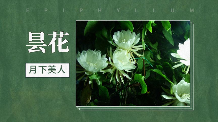 昙花——月下美人