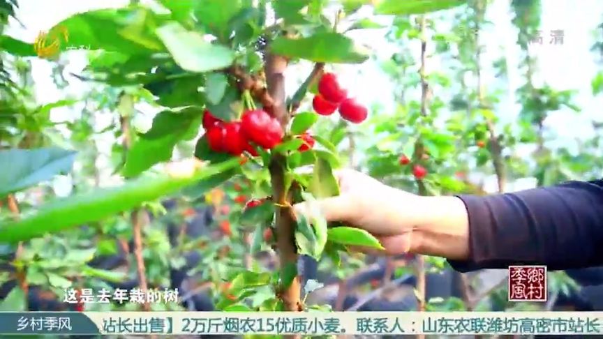 在控根器里种樱桃?大叔创新"一根红"种植模式,产量高|乡村季风