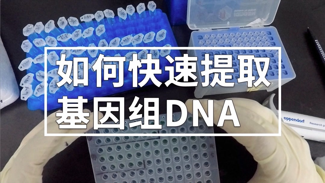 科研丨如何快速提取基因组DNA(碱煮法)