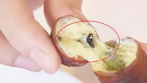 蚕蛹大揭秘:小小蚕蛹却有大大不同,蚕蛹里的黑点是寄生虫吗?