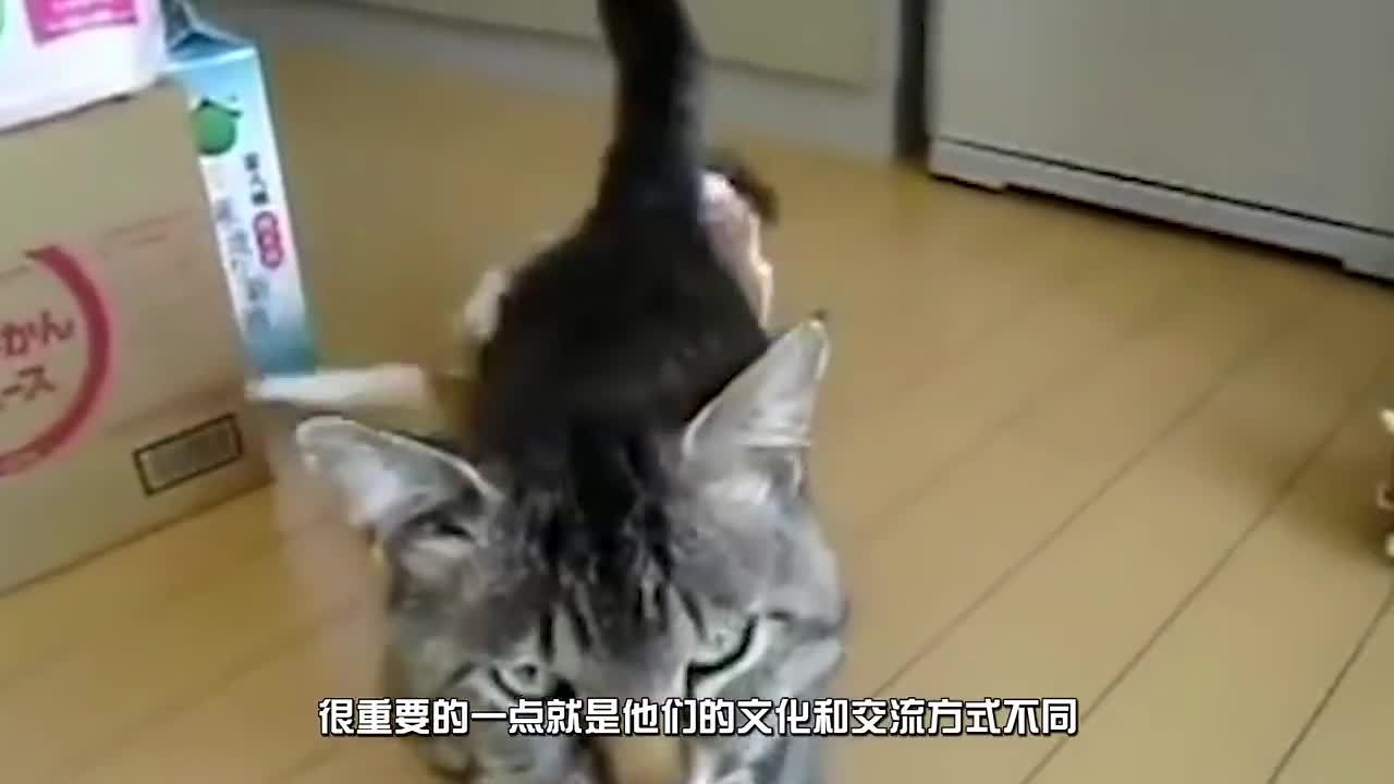 猫和狗一起养会打架吗?今天就做个科普视频吧 狗 搞笑 猫