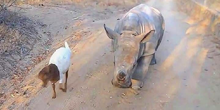 动物模仿能力有多强?犀牛竟学小羊蹦蹦跳跳走,下一秒请憋住别笑