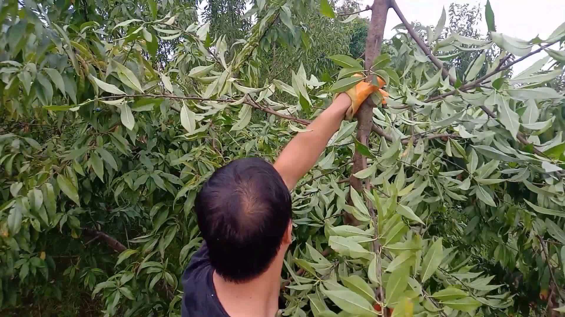 四川桃子技术员,桃子树差,用这种方法,来年果子挂满枝头