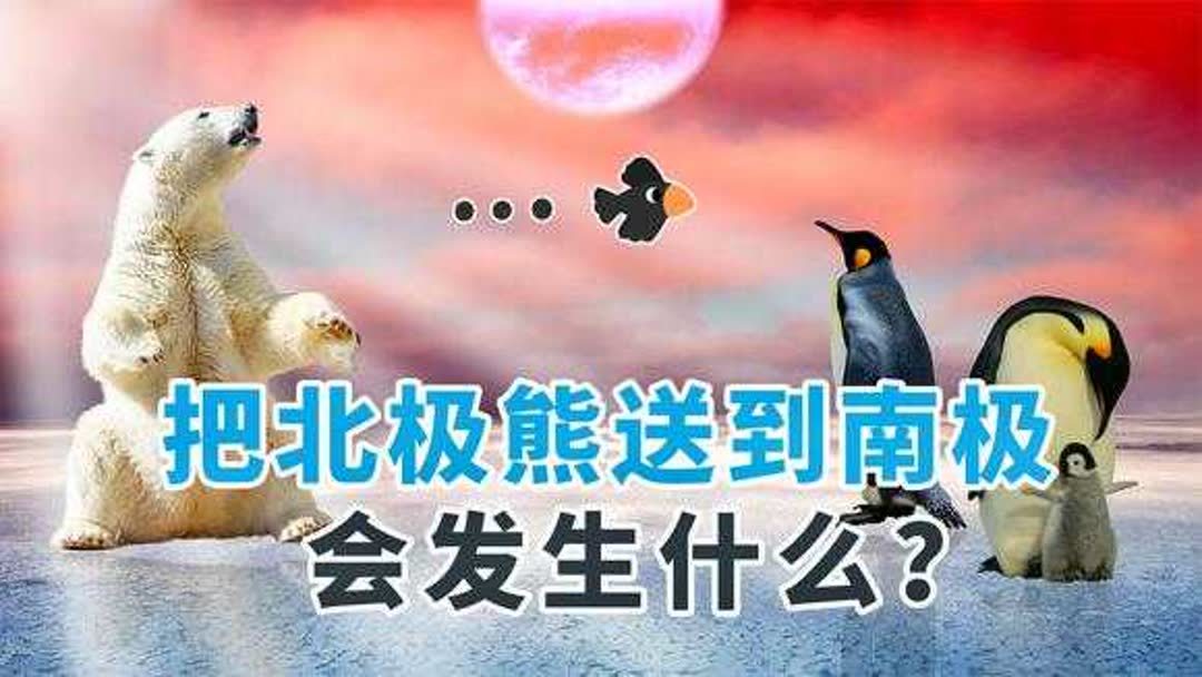 如果把北极熊送到南极,会发生什么?后果可能很严重
