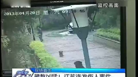 藏獒凶猛!连发伤人事件